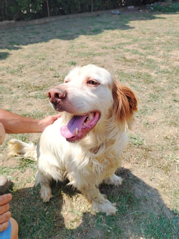 All Available Dogs – Setter Saviours