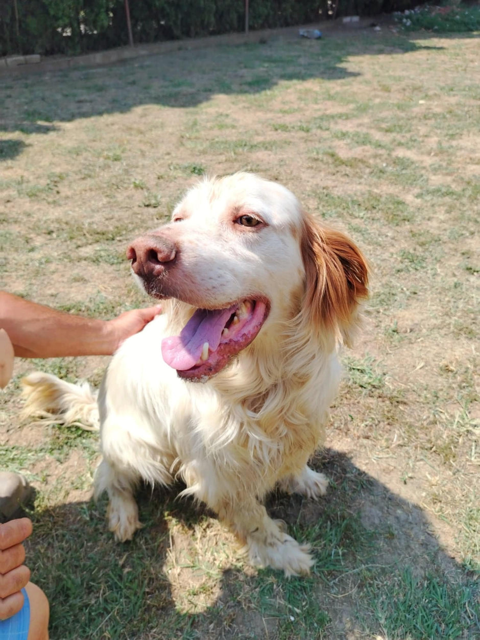 All Available Dogs – Setter Saviours