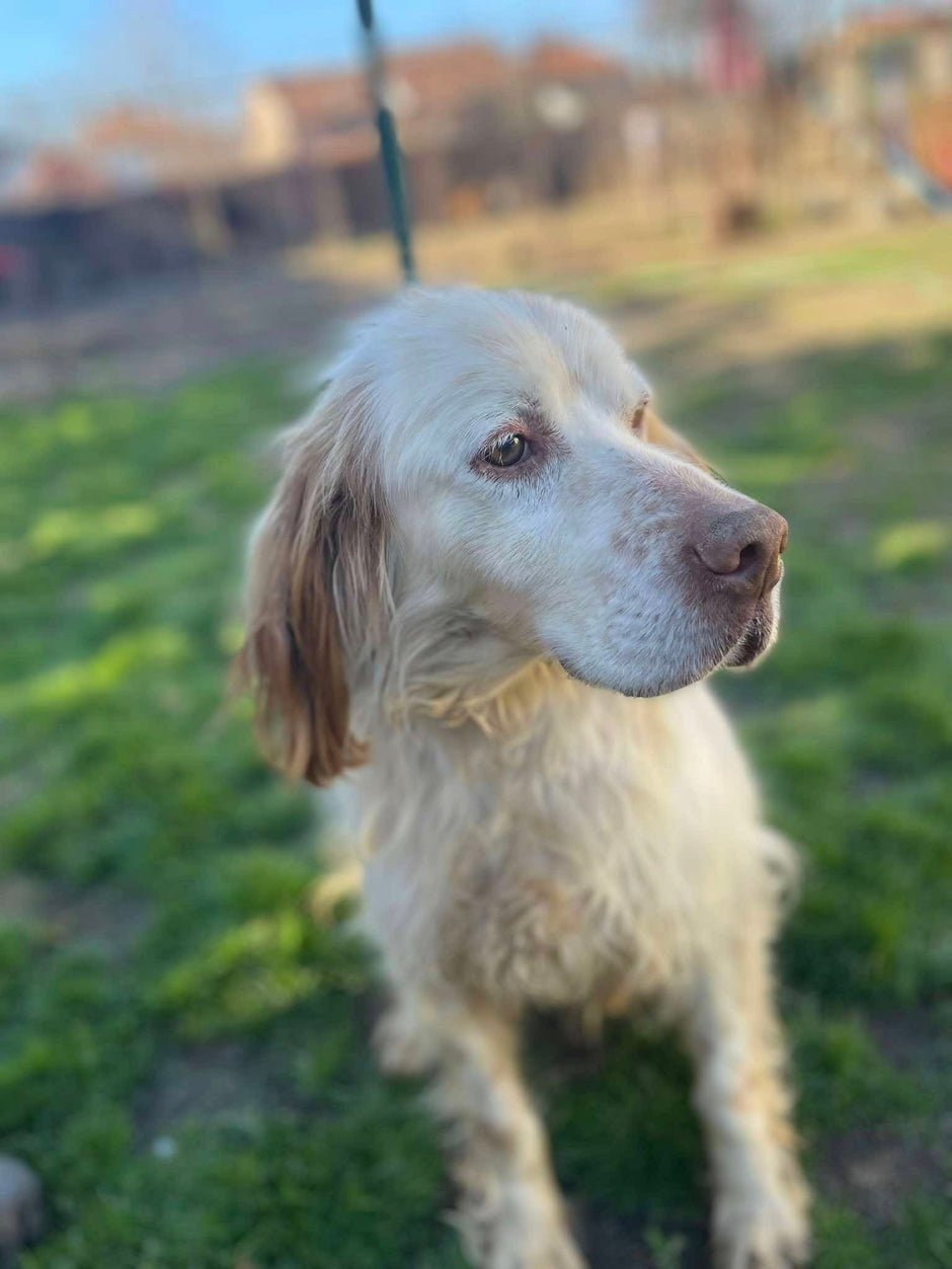 All Available Dogs – Setter Saviours