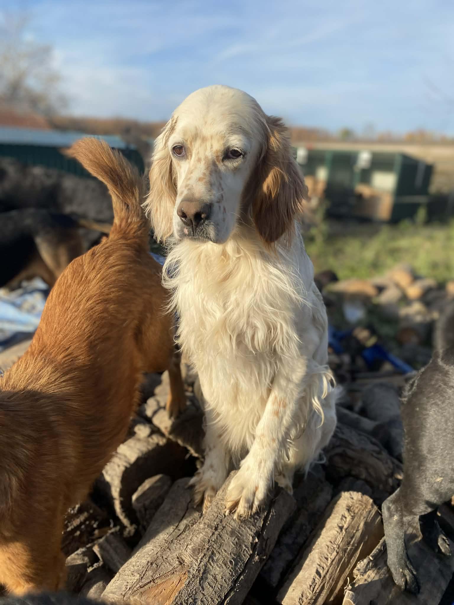 All Available Dogs – Setter Saviours