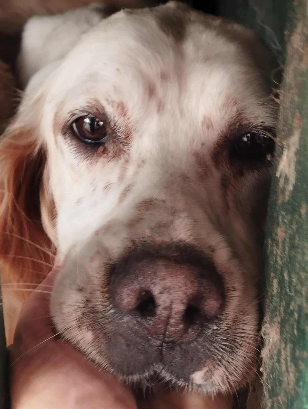 Bruno – Setter Saviours