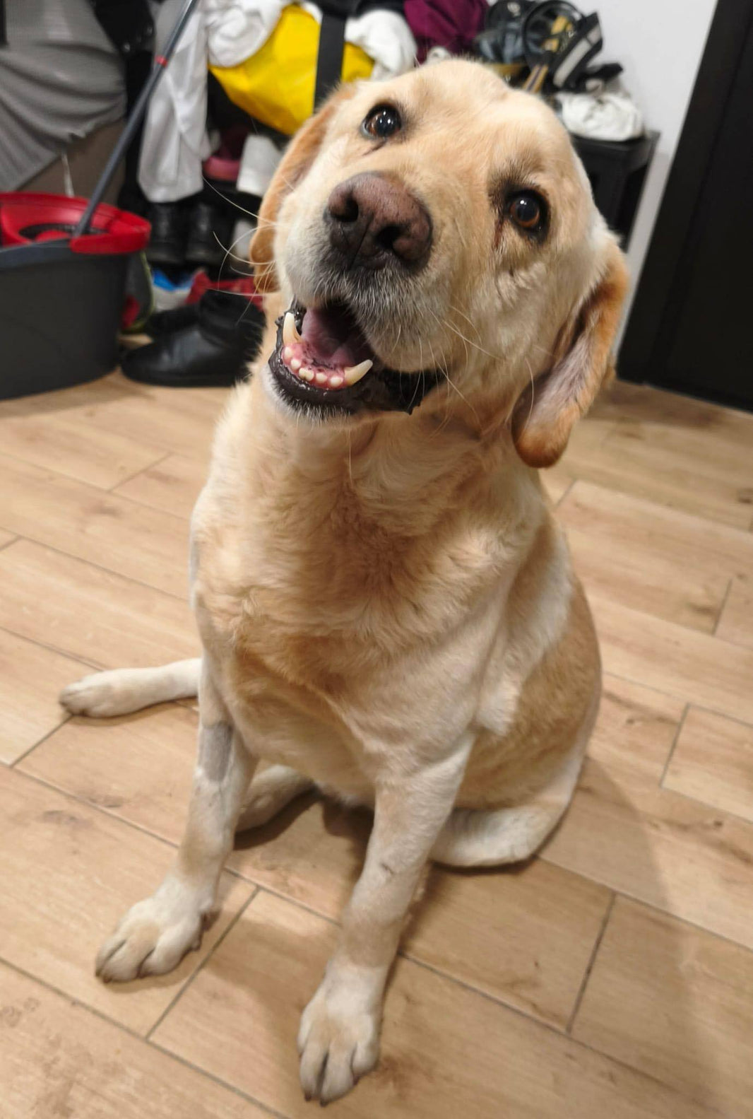 Available Dogs – Page 2 – Setter Saviours