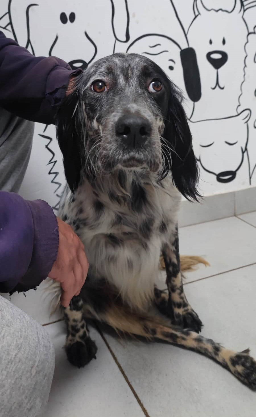 Stella – Setter Saviours